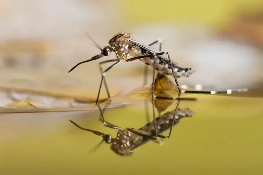 How Can Homeowners Identify Common Mosquito Breeding Sites?